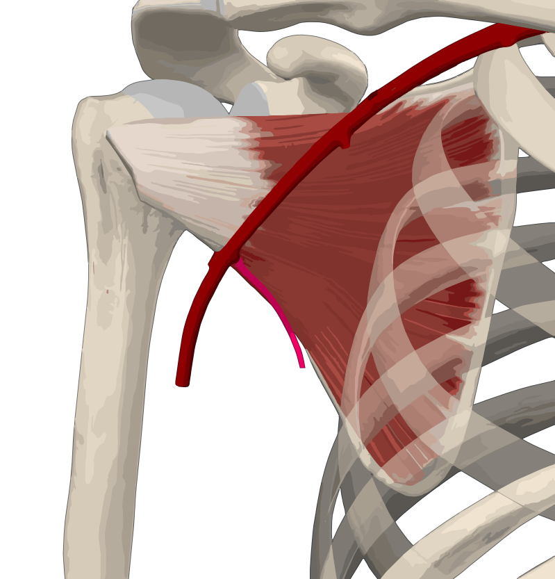 Musculus Subscapularis – Universal Learn