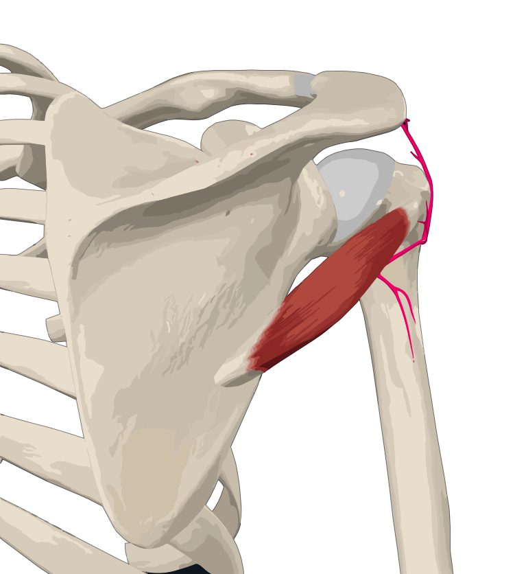 Musculus Teres Minor – Universal Learn